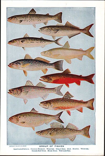 Ian Miller Fishing Rods – Most Unique Rods In The World – Tackle Box Talk