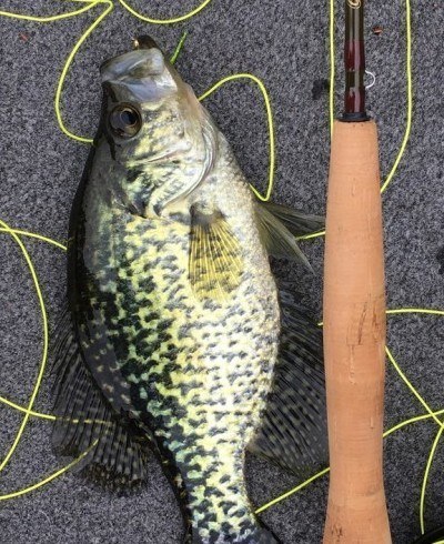 Spring Crappie Fishing Techniques | Surefire Tips – Tackle Box Talk
