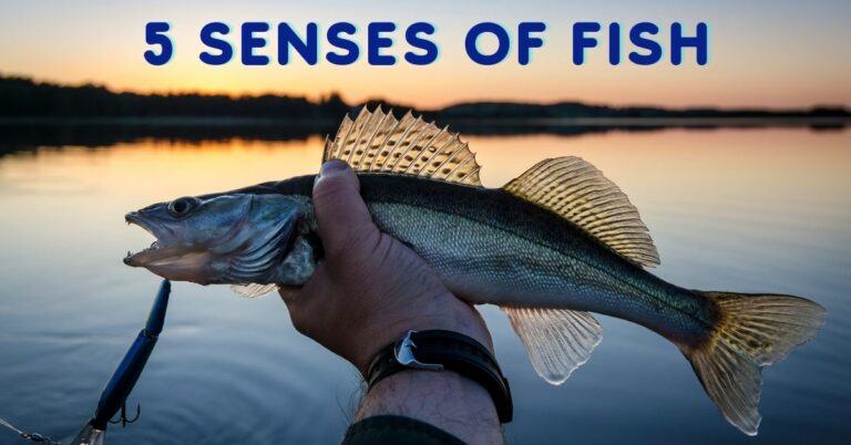 What Are The 5 Senses of Fish? [Learn These & Catch More Fish ...