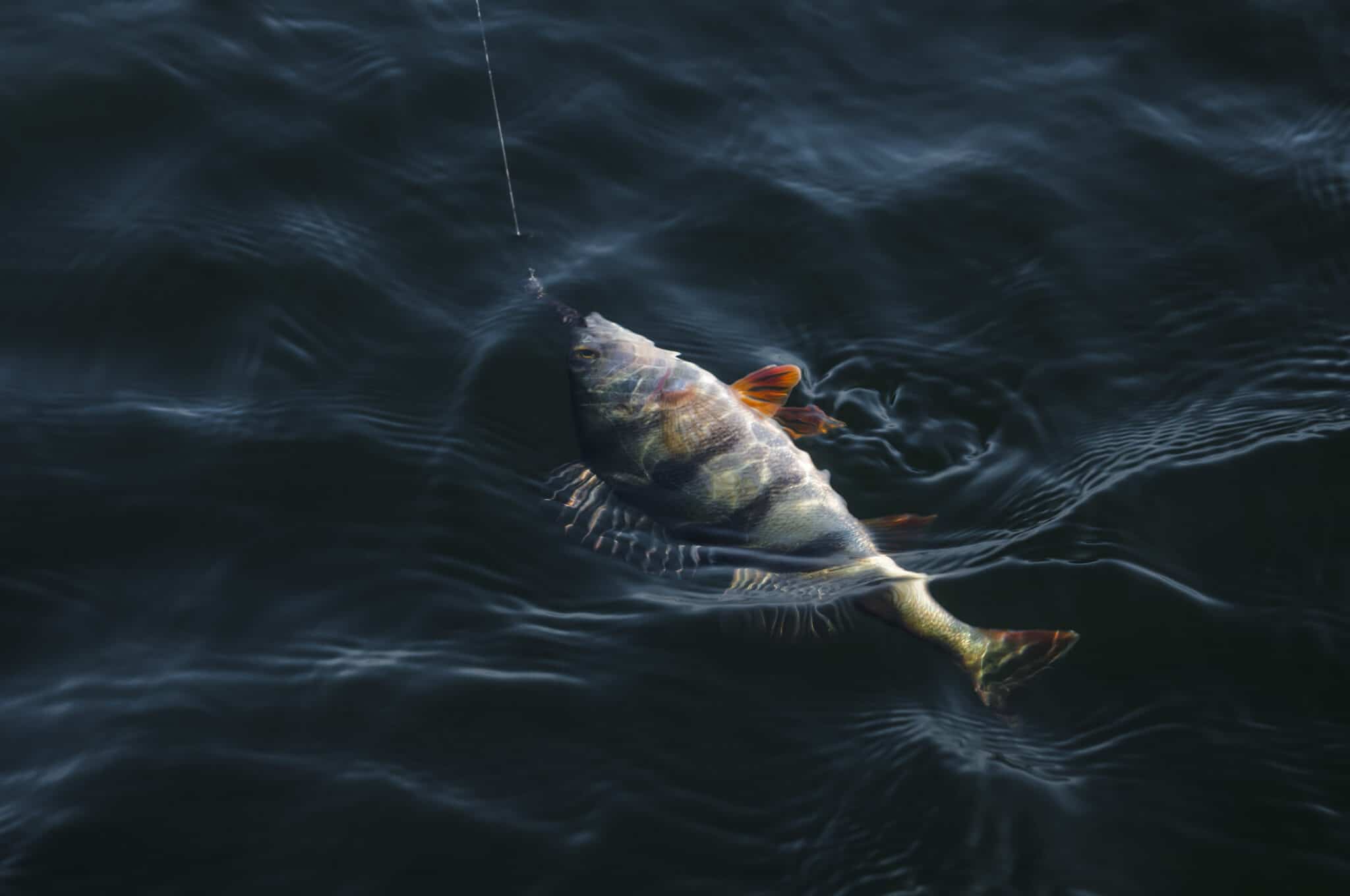 5 Tips For Fishing Without Bait – Tackle Box Talk