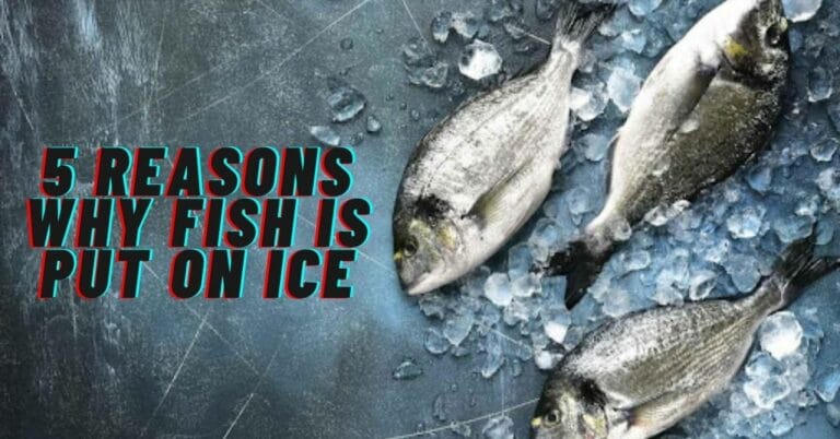 5 Reasons Why Fish Is Put On Ice – Tackle Box Talk