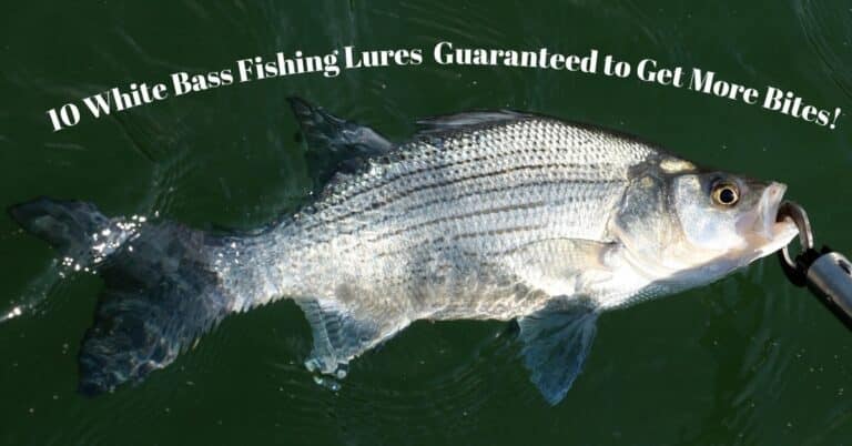 10 White Bass Fishing Lures Guaranteed to Get More Bites! – Tackle Box Talk
