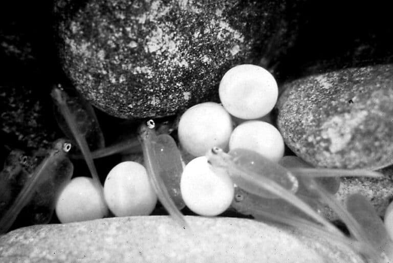 Best Bait For Brown Trout: What Works Best in Rivers and Streams ...