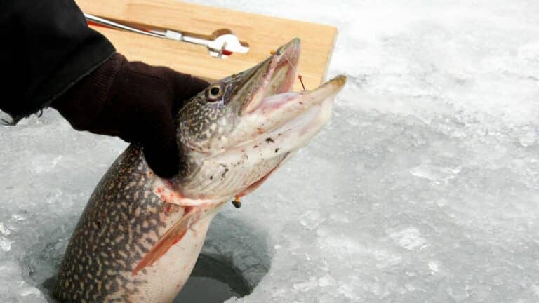 Best Bait For Northern Pike Ice Fishing – How to Snag a Trophy Pike ...
