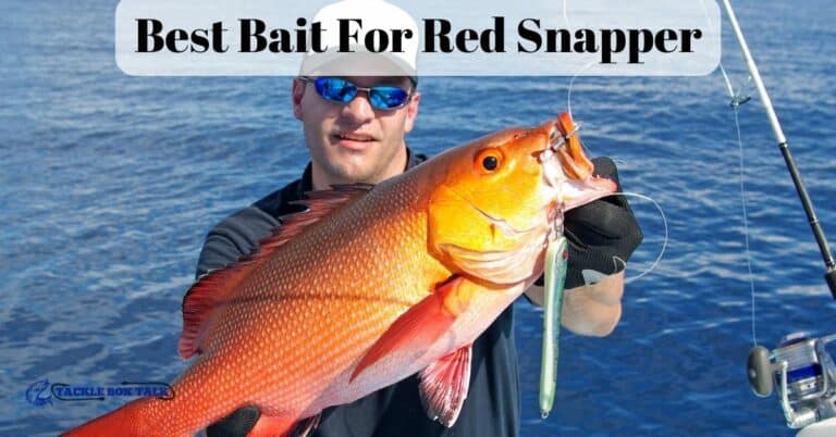 Best Bait for Red Snapper: Effective Tips & Techniques – Tackle Box Talk