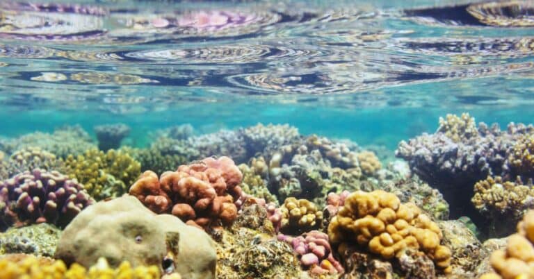 Best Bait for Red Snapper: Effective Tips & Techniques – Tackle Box Talk