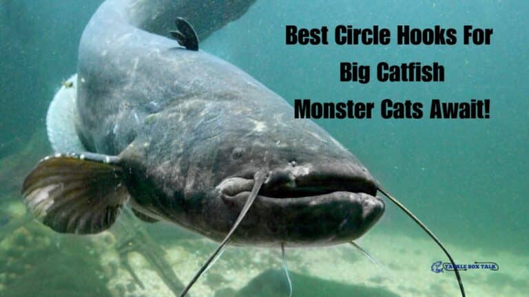 Best Circle Hooks for Big Catfish: Monster Cats Await
