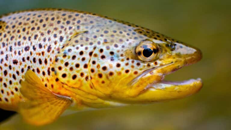 25 Best Fly Fishing Spots in Vermont: A Guided Tour