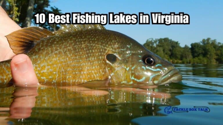 10 Best Fishing Lakes in Virginia: An Anglers Paradise – Tackle Box Talk